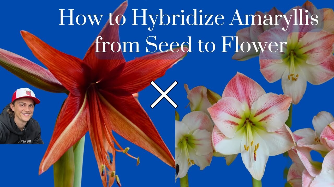 How to hybridize amaryllis - create your own hippeastrum cross ...