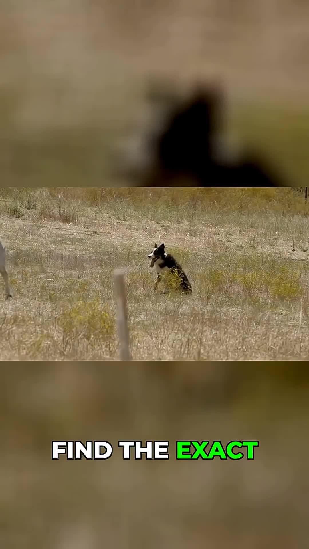 The Border Collie's secret weapon: the 'strong eye'!