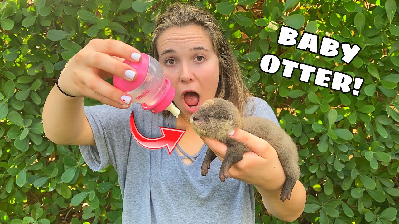 The hidden history of humans saving otters