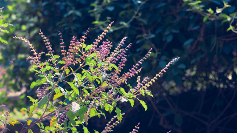 Which is the right direction to keep your tulsi plant and why it matters