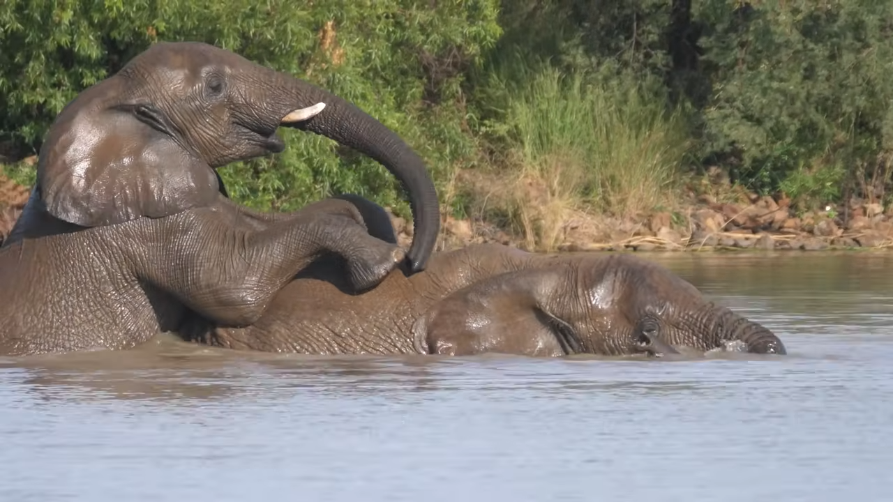 What scientists discovered about giant animals capable of cloning themselves