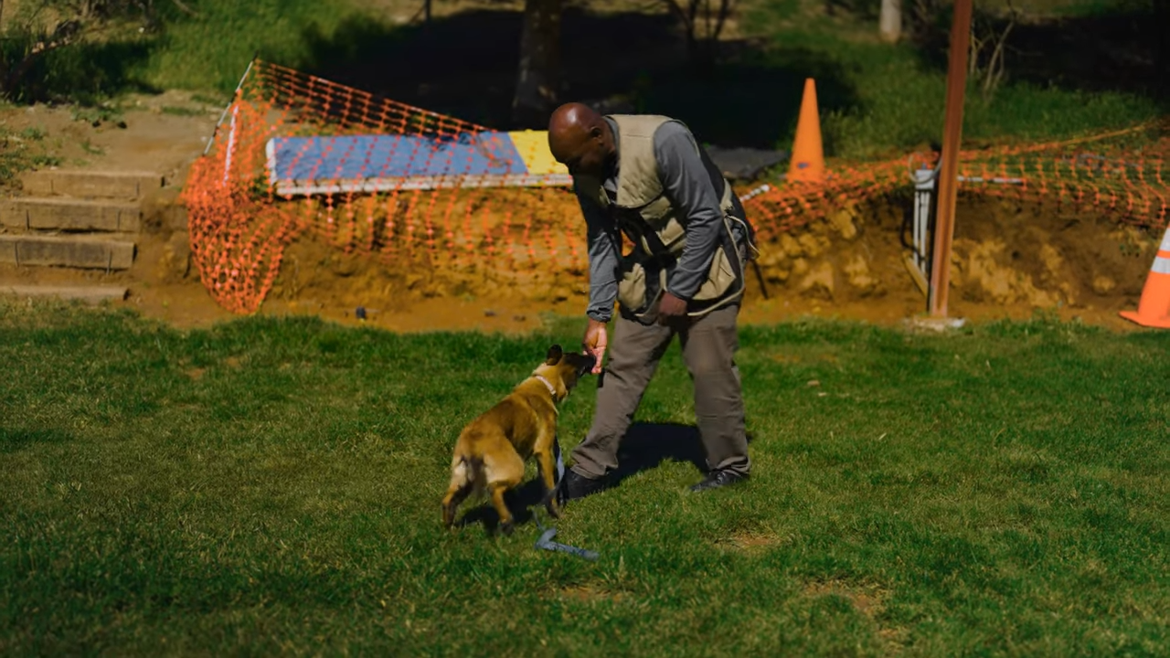 Teach your dog a clean, professional-looking spin with this easy method