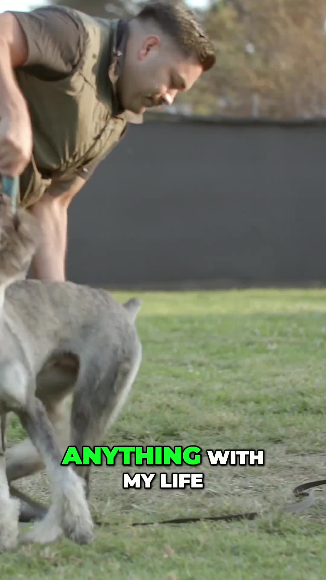 Reviving the giant schnauzer working line in 30 days or less