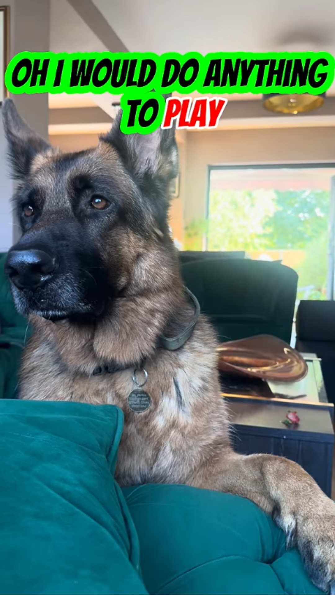 German shepherd's POV: I’d break the internet just for a ball!