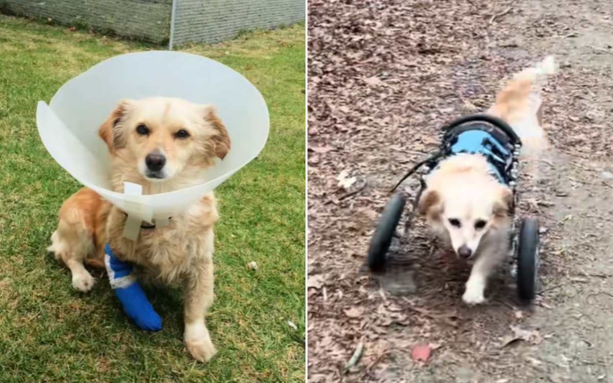 Abandoned dog gets cast put on broken leg–four weeks later it's amputated