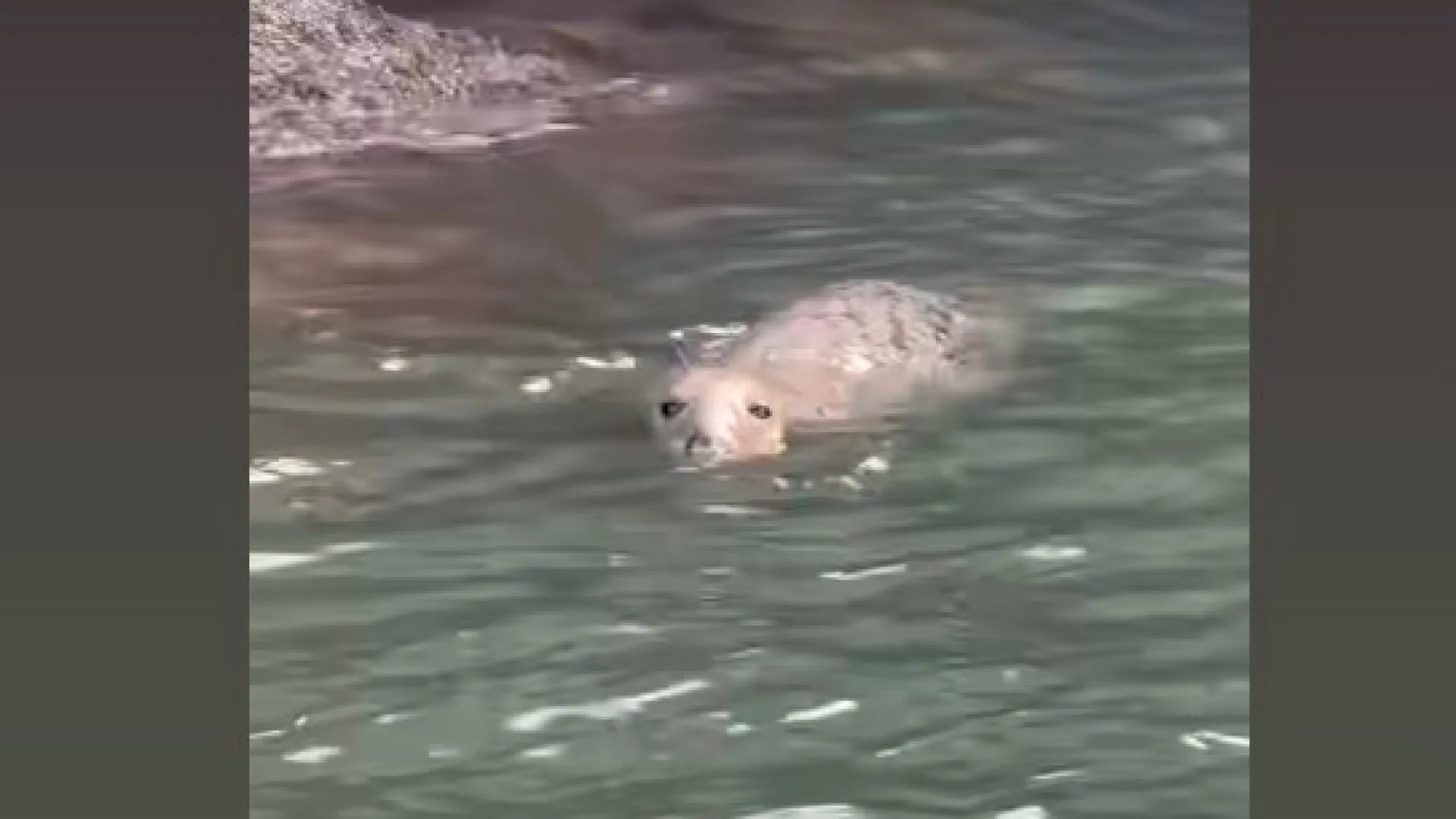 Morreu foca que era avistada há semanas na marina de Cascais