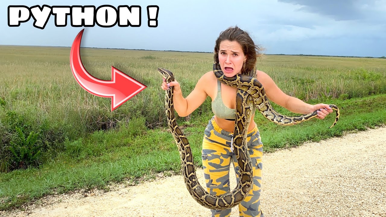 The day we found a monster python in the Everglades