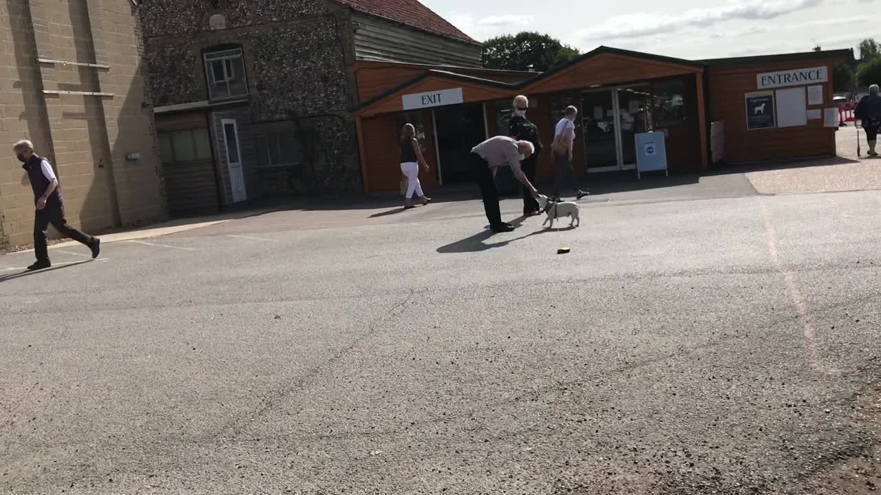 Jack Russell isn't ready for car ride