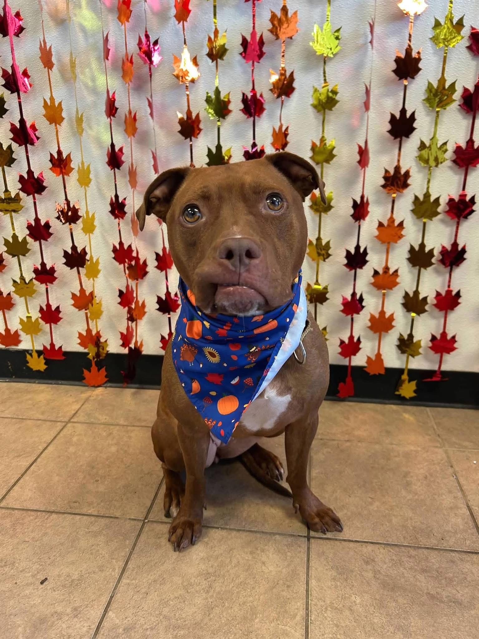 Looking for a lap dog? Meet the Marion Star's pet of the week