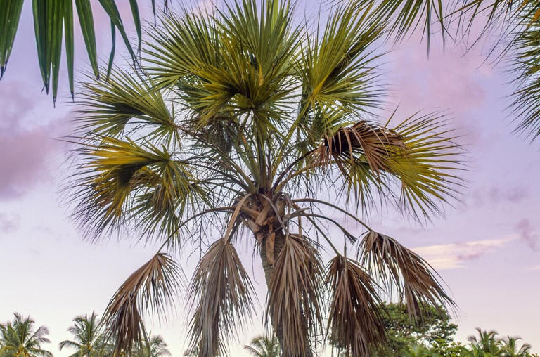 Rising seas put Florida's state tree at risk: New research offers hope