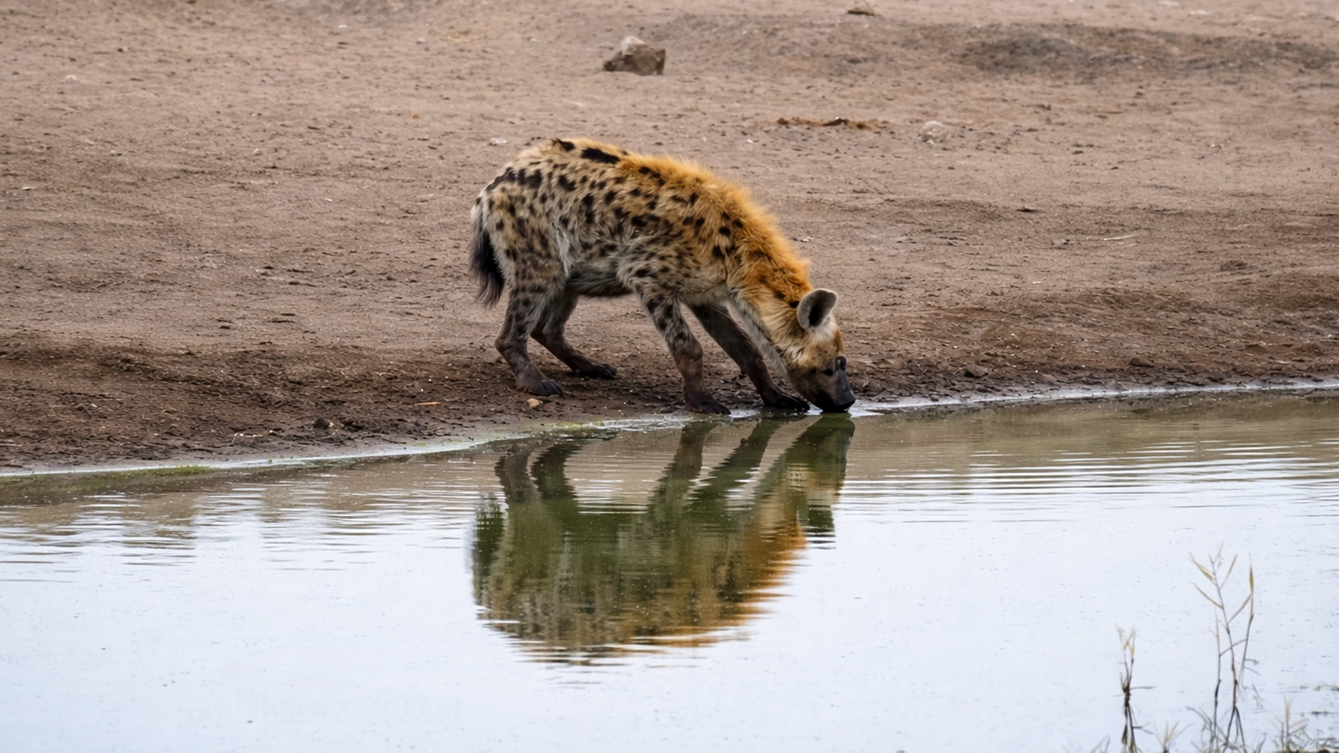 Quiet moment in the wild