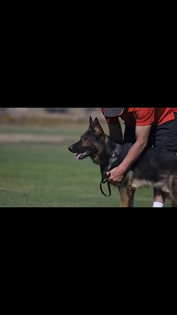 Why socializing your dog is so important!