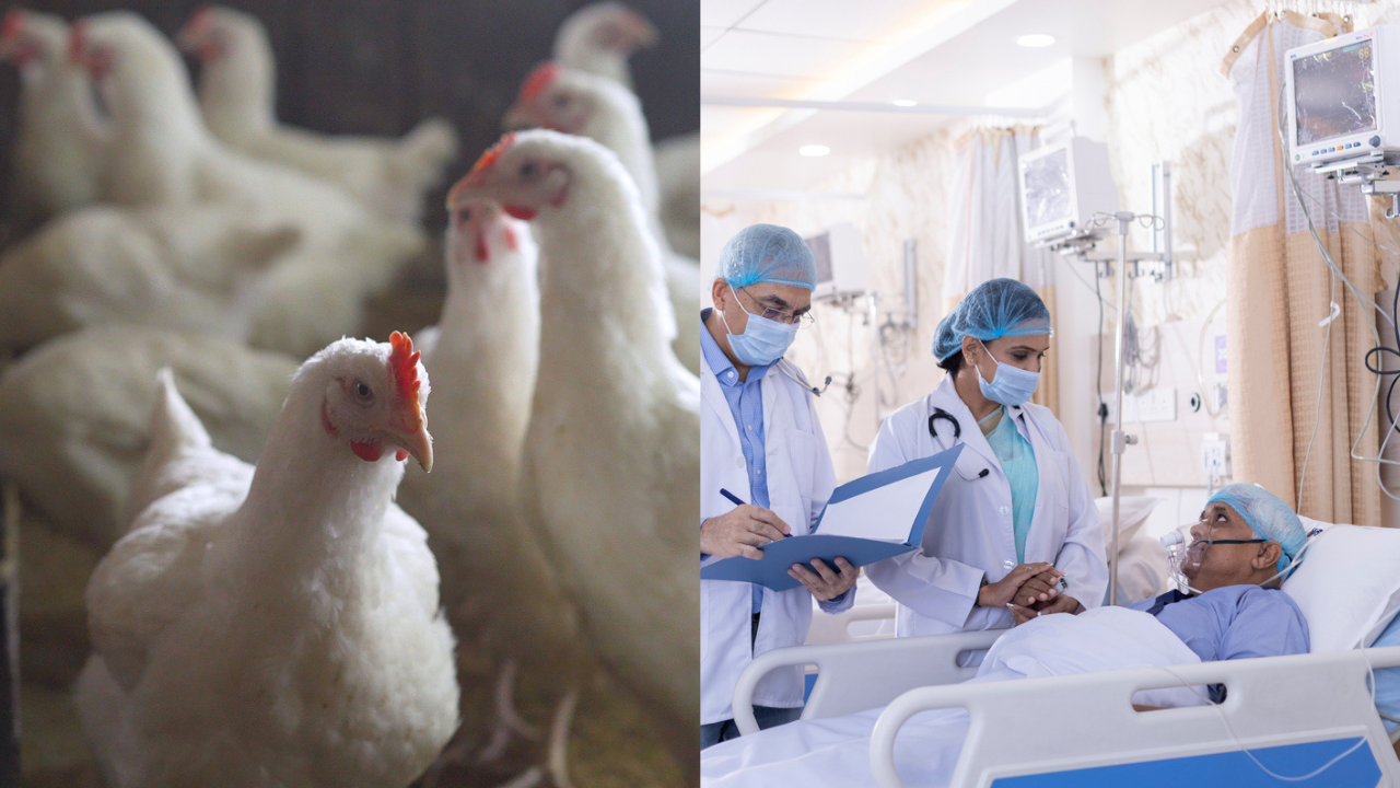 Could bird flu become the next pandemic for humans?