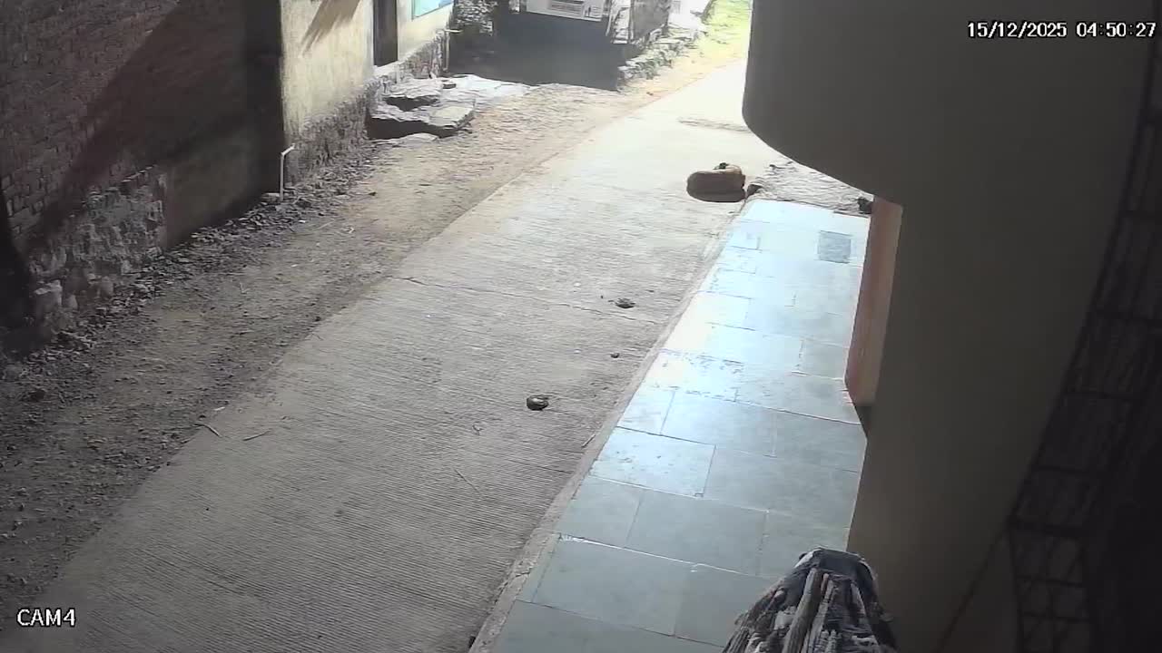 Hero pet dog fights off leopard prowling through homes in India