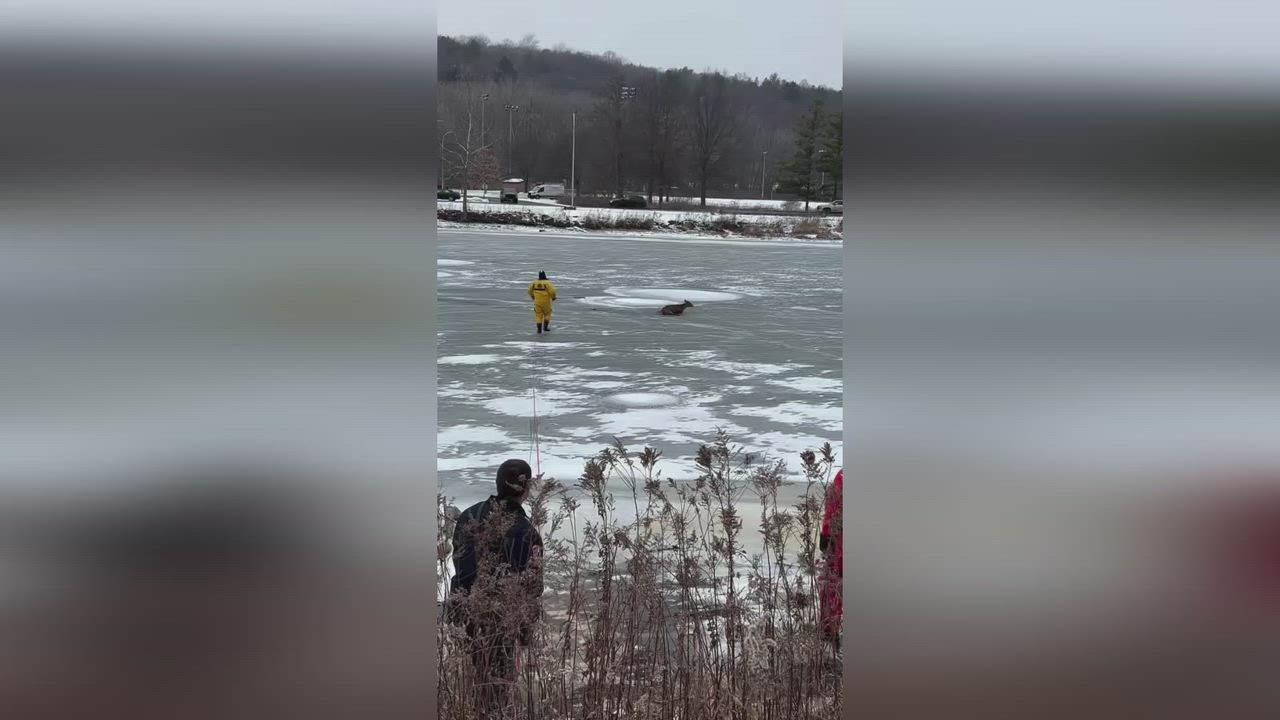 VS: Hert gered uit dodelijke ijsval in Cayuga Inlet