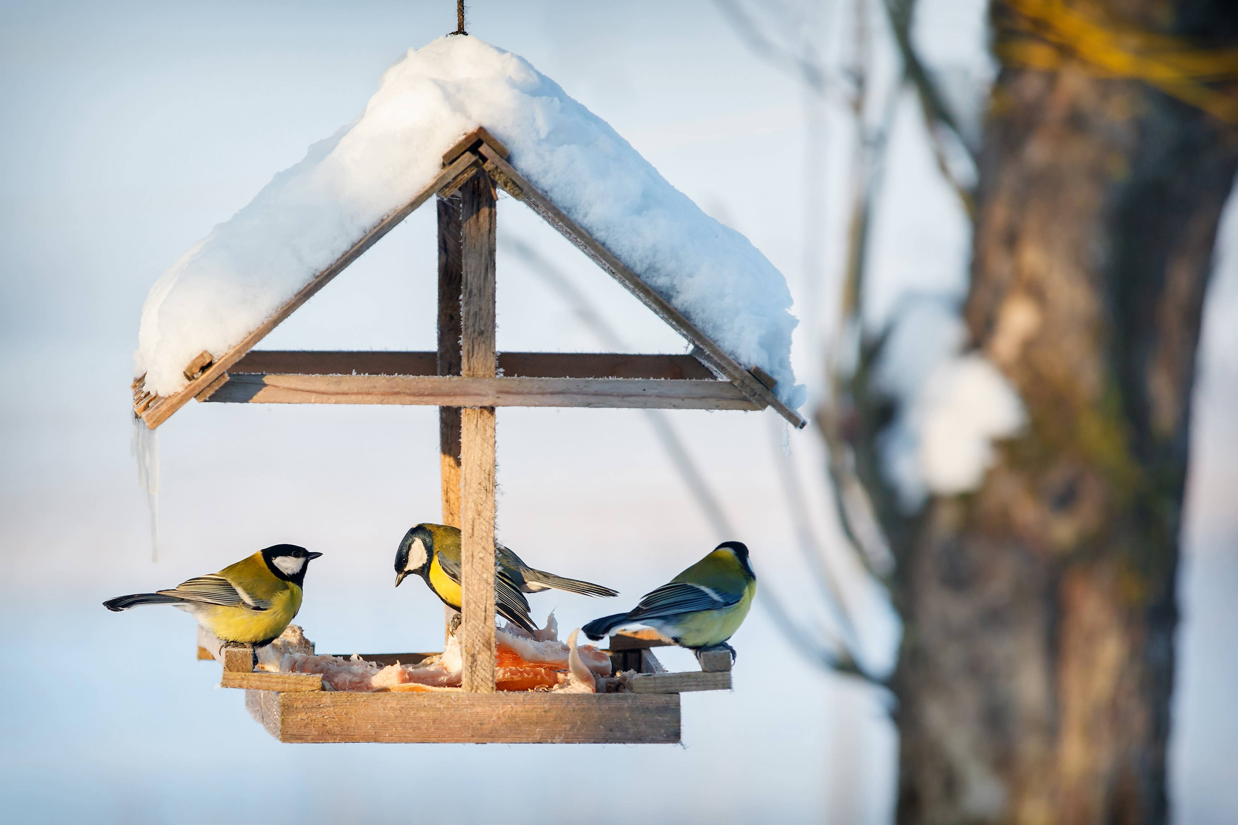 Stop met brood voeren: dit is wat de vogels in je tuin écht nodig ...