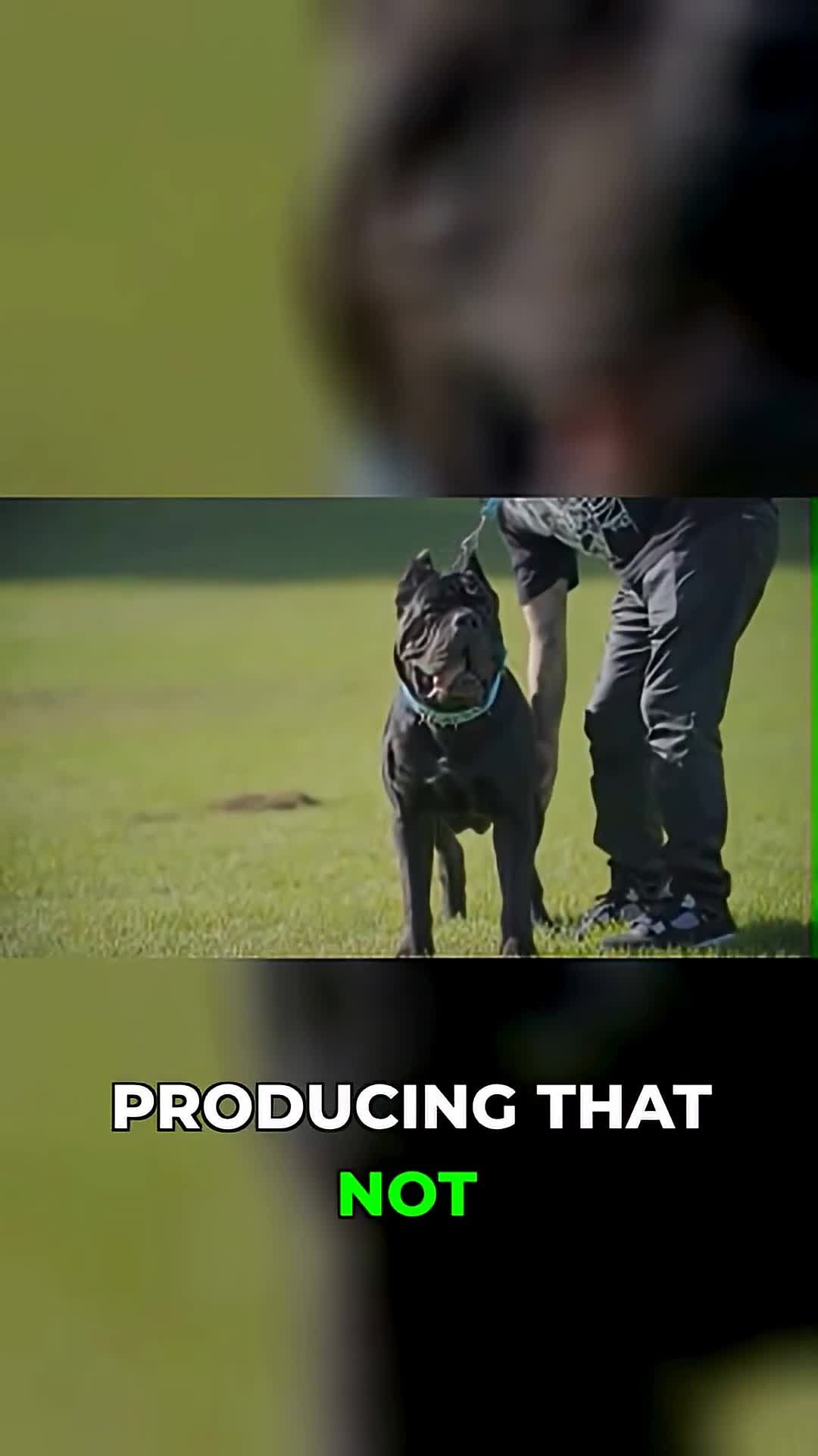 West Coast Cane Corso head vs. East Coast: Why breeders call us!