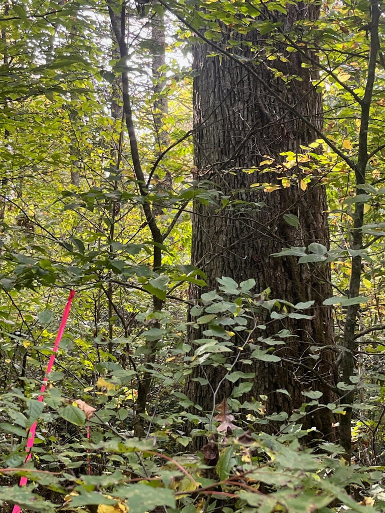 US Forest Service details plan for Pisgah National Forest near Big Ivy