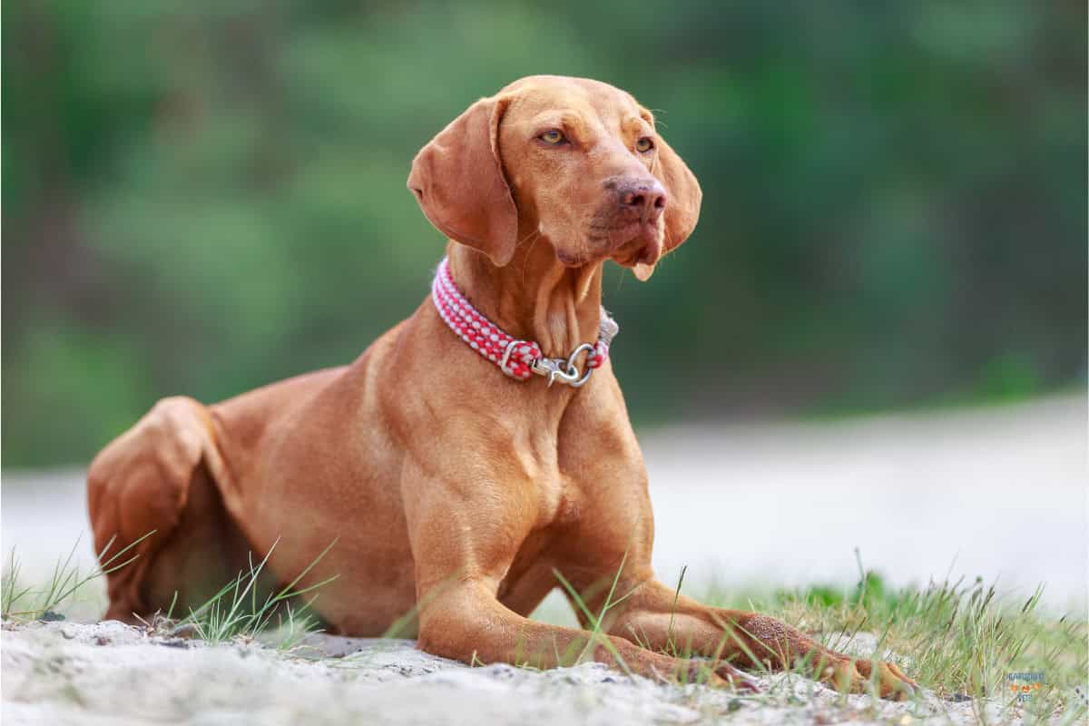 Want an easy-to-train dog? These 14 breeds are your best bet