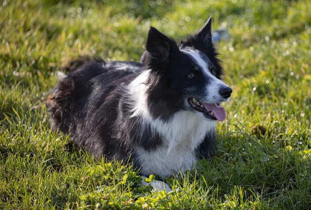 Border collie: The genius athlete of the dog world