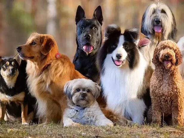 5 happiest dog breeds in India