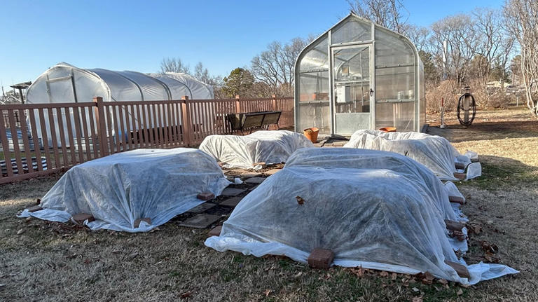 Simple steps to keep your boxwoods safe from winter damage