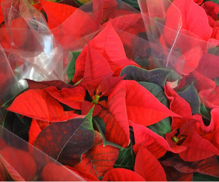 Plant experts reveal how to avoid these 5 poinsettia mistakes at Christmas