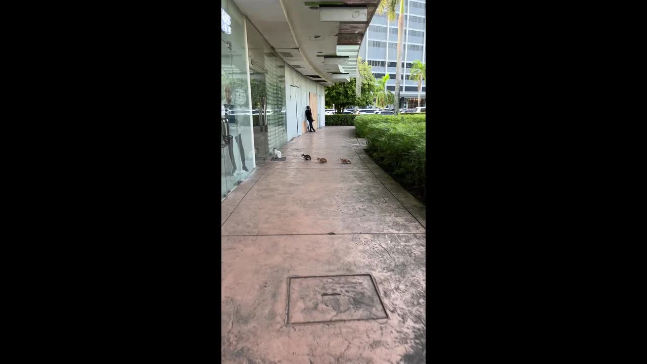 Four hungry cats queue outside nail spa door waiting for opening time