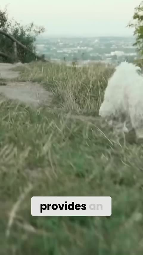 Coyotes attacking pets! Horrifying encounters