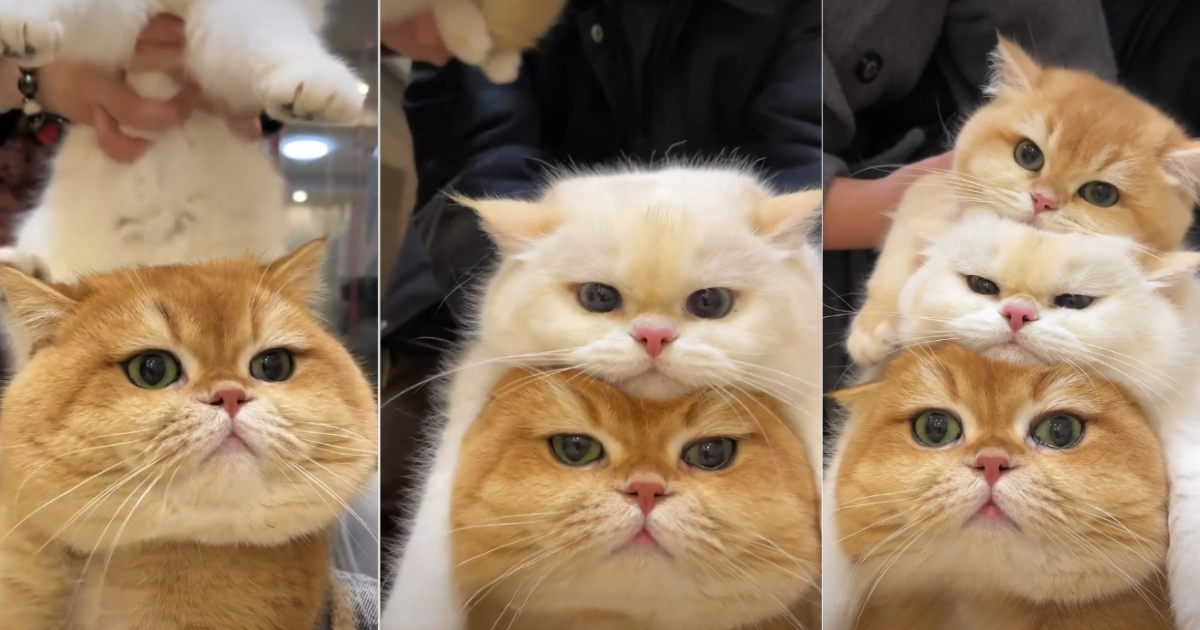 You've never seen a cuter cat pile than this one