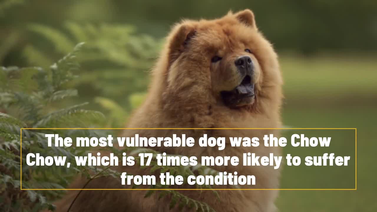 Flat-faced dogs are more likely to get heatstroke