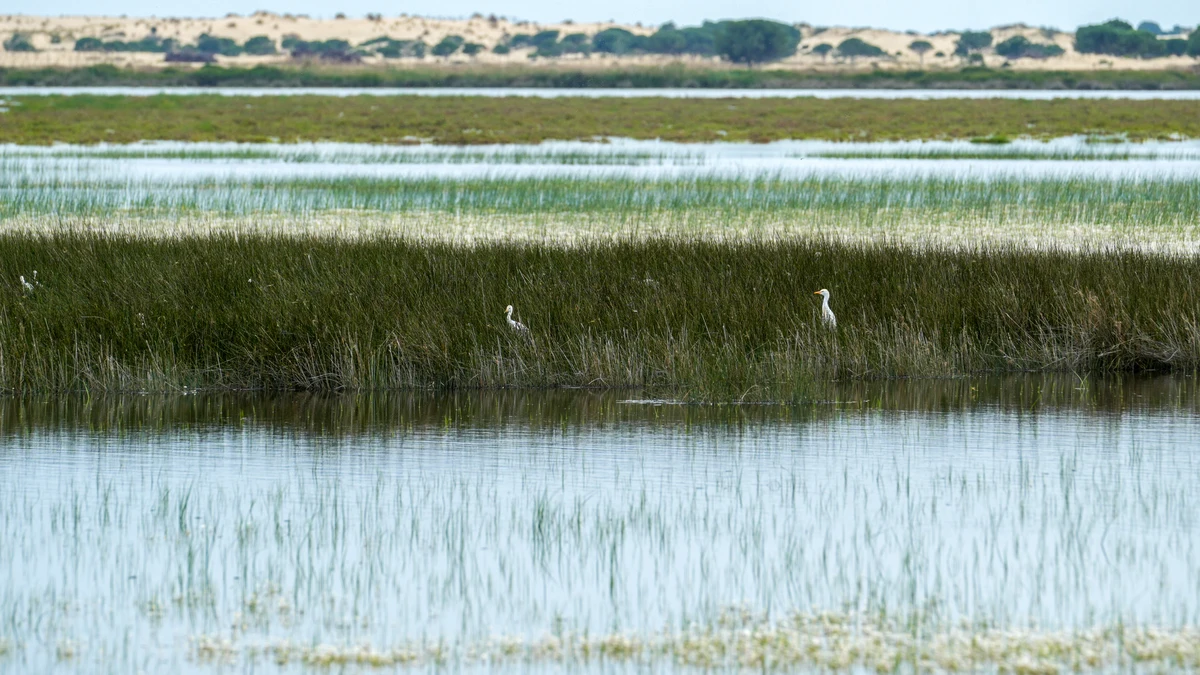 El Gobierno afronta en 2026 el marco para Doñana con el 50 % del ...