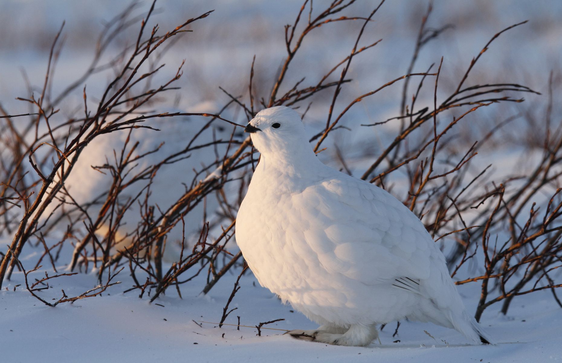 Bird brain? 15 facts about the dumbest animals in the world