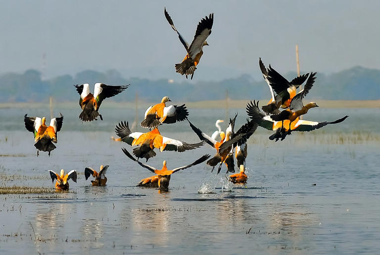 Two new wetlands earn Ramsar tag, taking India’s count to 96