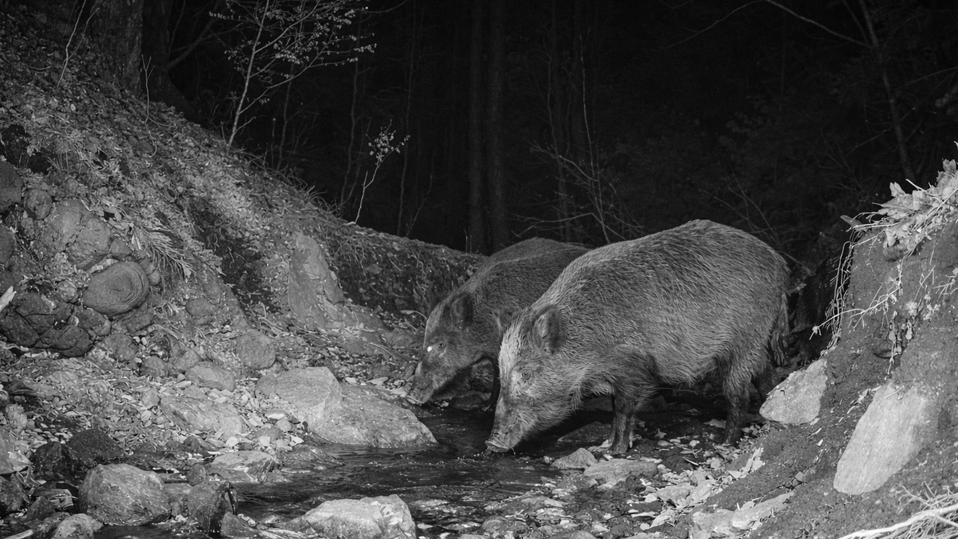 Wild river moment unexpectedly caught on camera