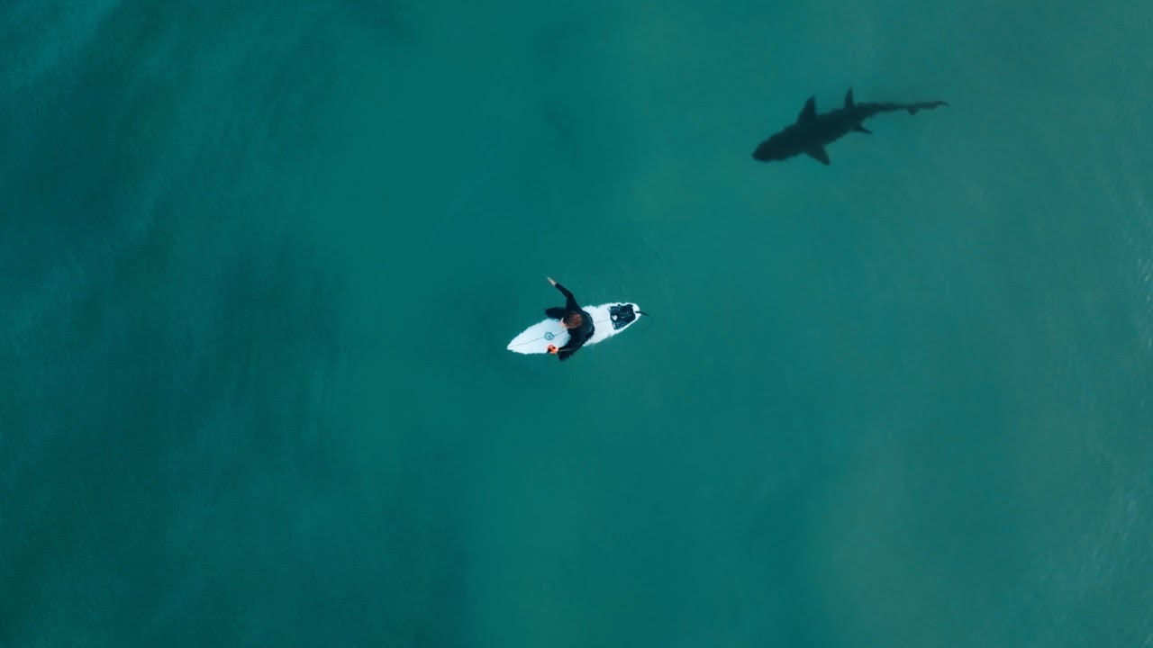 Shark attacks a surfer - caught on camera!