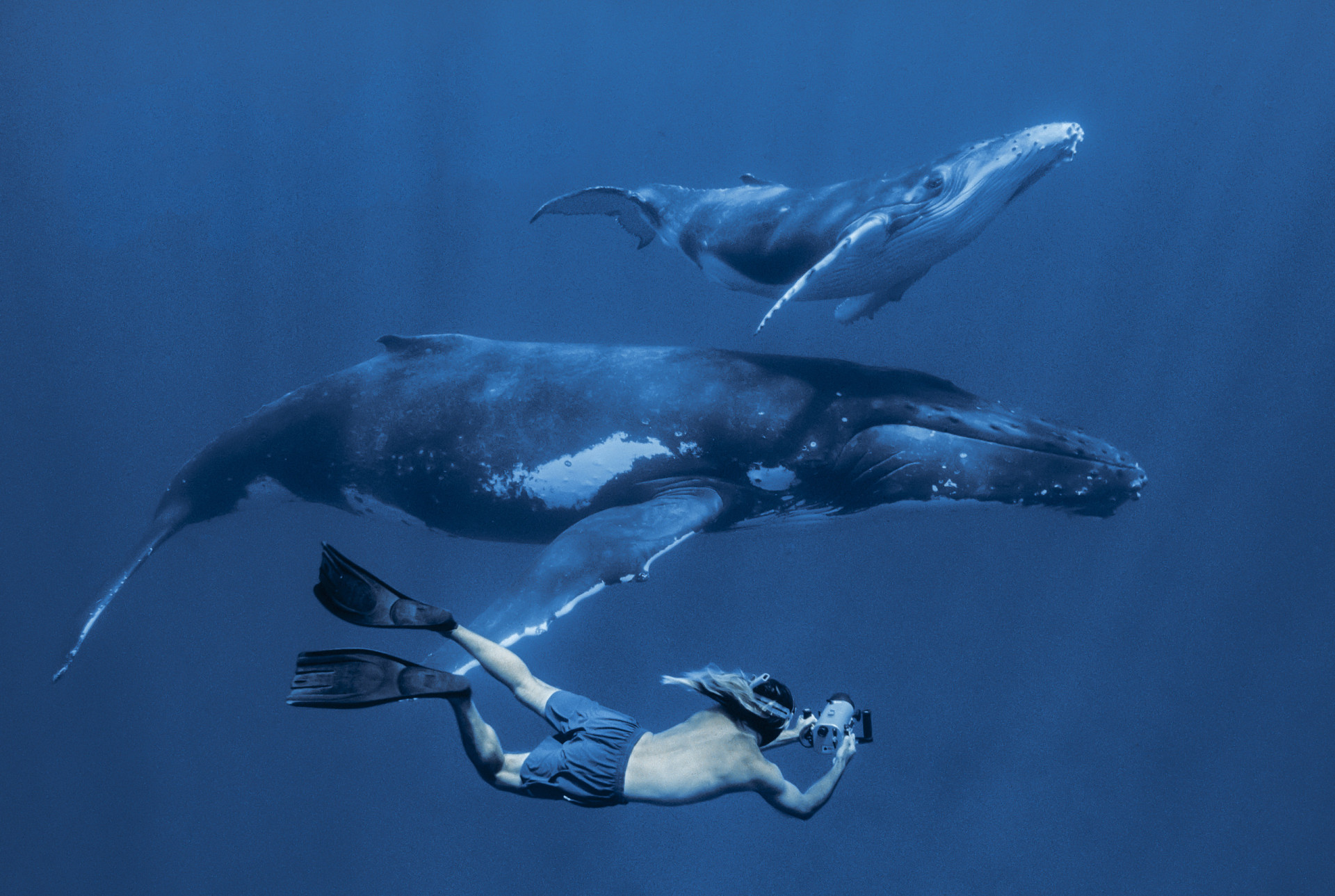 Whales could inspire breakthroughs in treating stroke and cancer