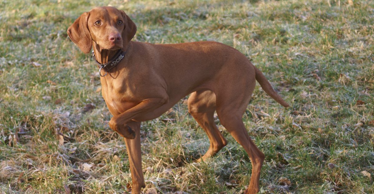 12 dog breeds that are always misidentified as a different breed