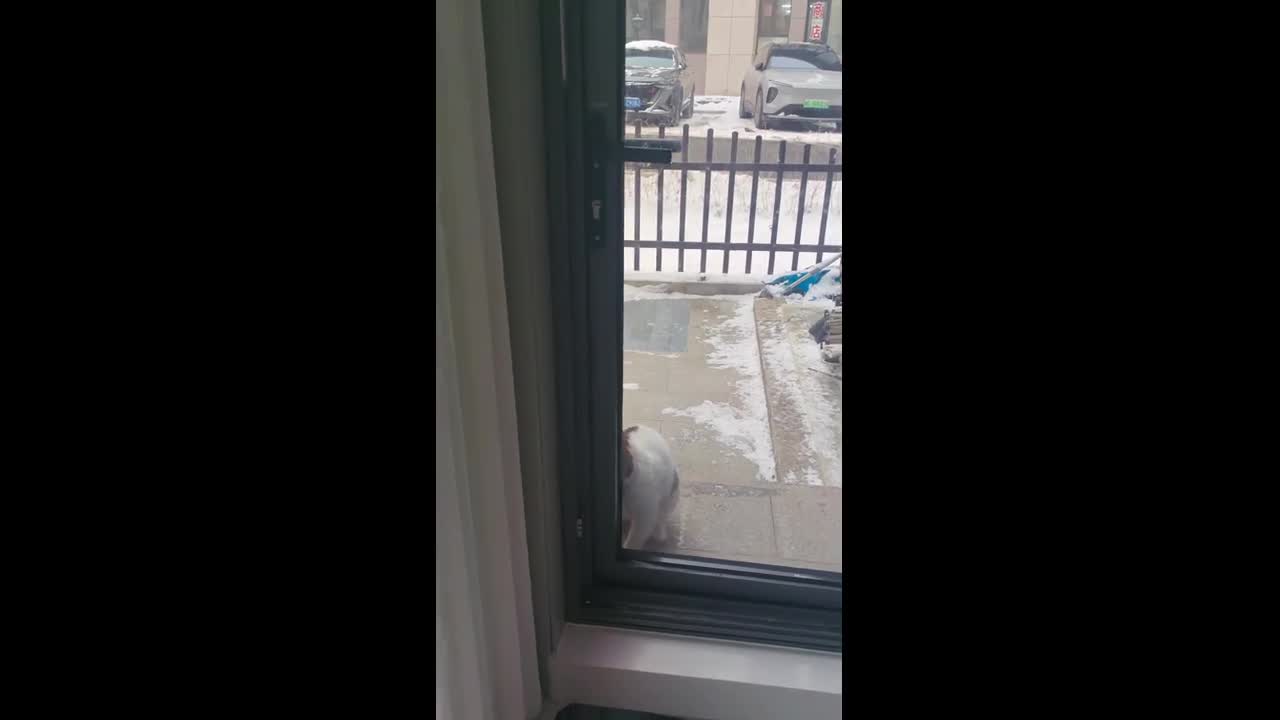 Clever kitten opens door on its own in Xinjiang, China