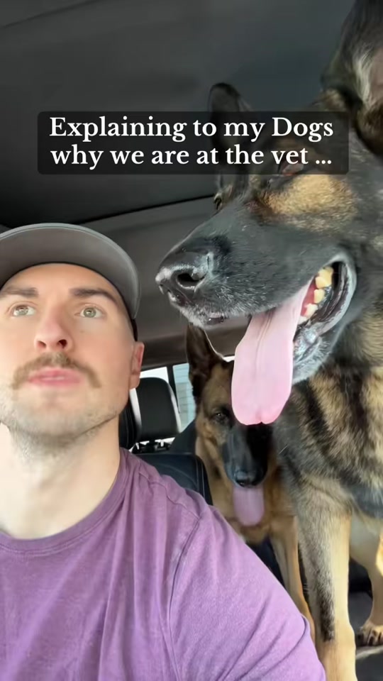 Funny dog moments that will make you laugh