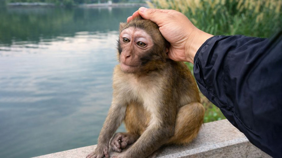 This cute little monkey feels safe with humans
