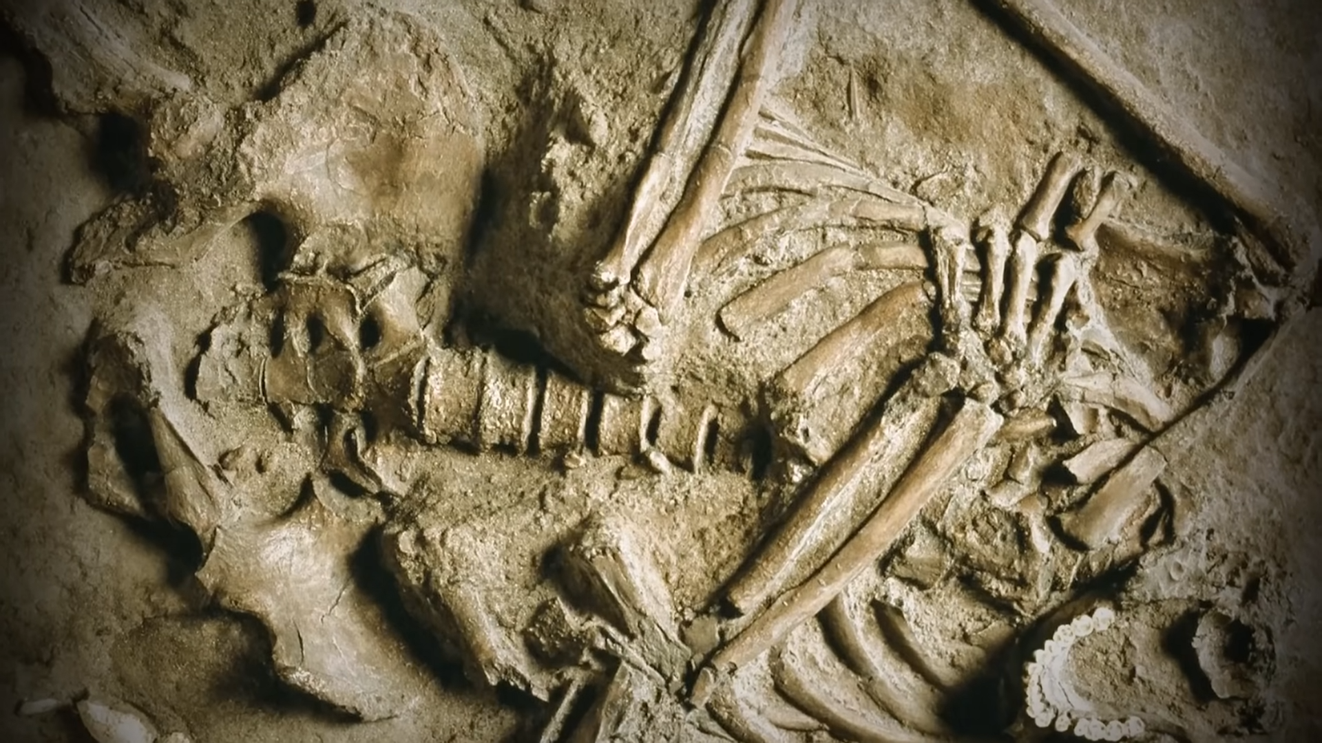 Why generations of fear still live in our DNA