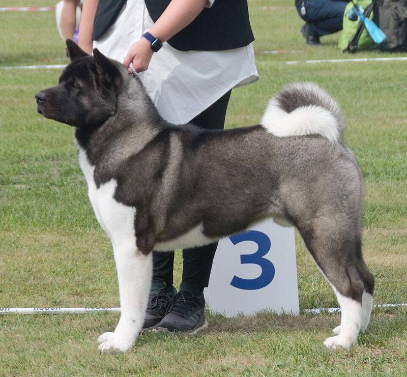 12 dog breeds that are always misidentified as a different breed