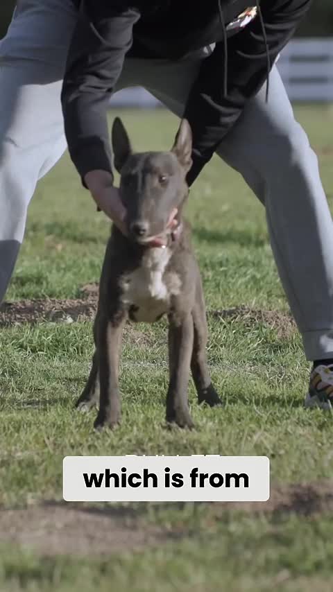 Next gen puppy Bullet & Lucy's forest adventure