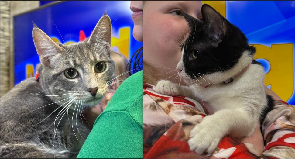 Adopt a pet: Meet Roxie and Ellie!