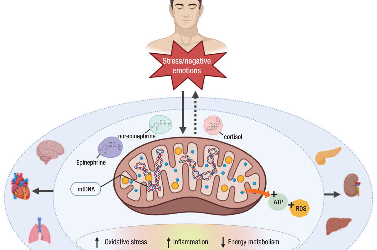Mitochondria may be missing link between mental health and brain function