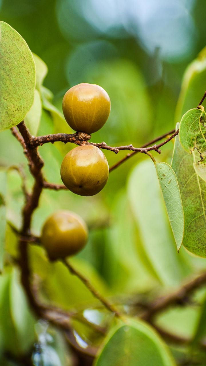 Death Apple Tree | जगातील सर्वात विषारी झाडः फळे, पाने एवढेच काय याच्या ...