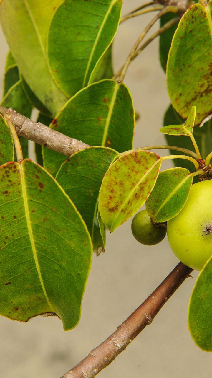 Death Apple Tree | जगातील सर्वात विषारी झाडः फळे, पाने एवढेच काय याच्या ...