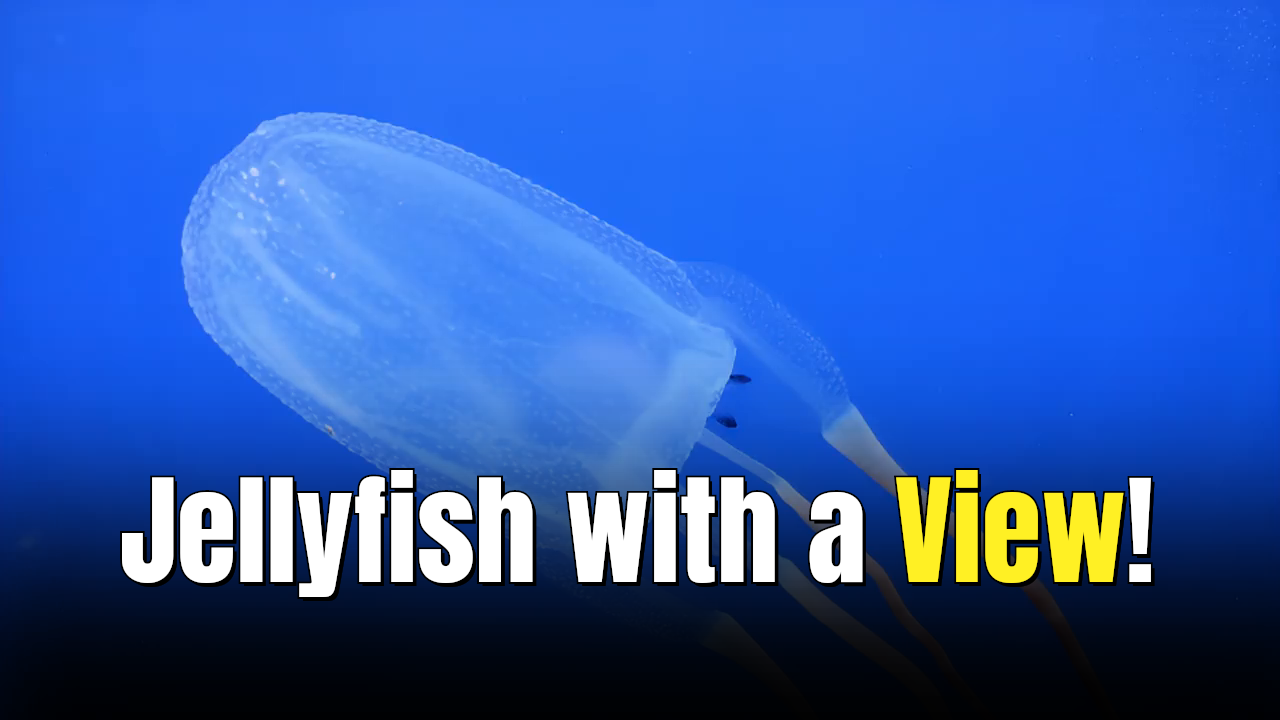 New box jellyfish species has 24 eyes and can see in all directions at once