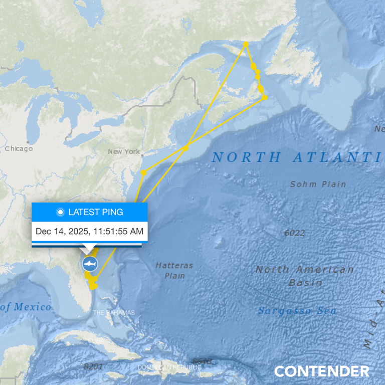 See it: Largest male white shark 'Contender' spotted moving into warmer ...